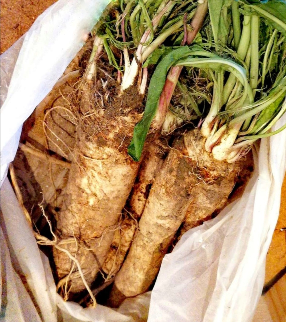 Rafano – CuoreBasilicata.it